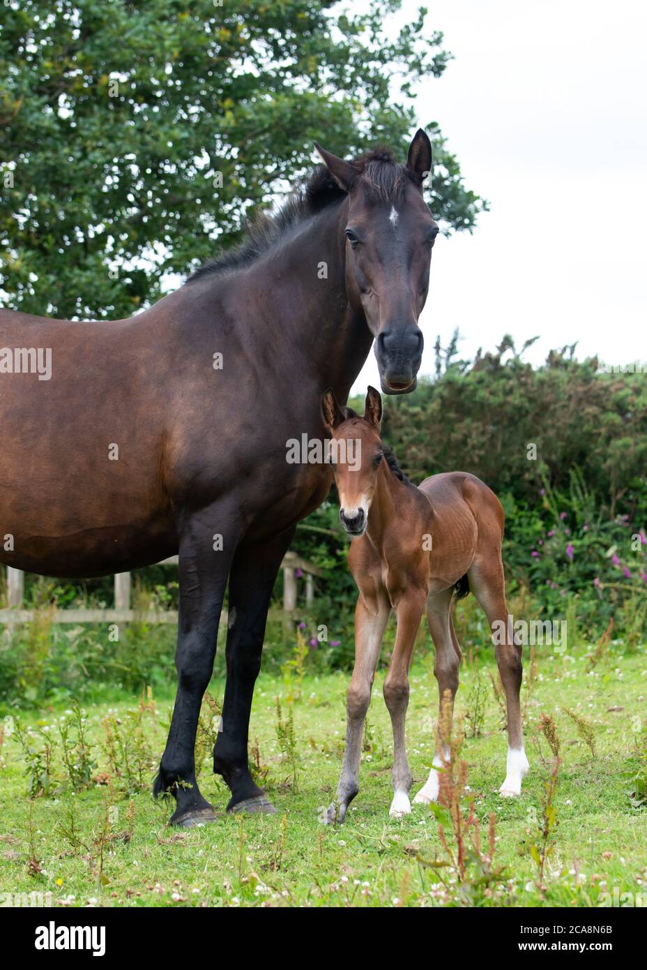 A two-week-old colt with his mother in a grass field Stock Photo - Alamy