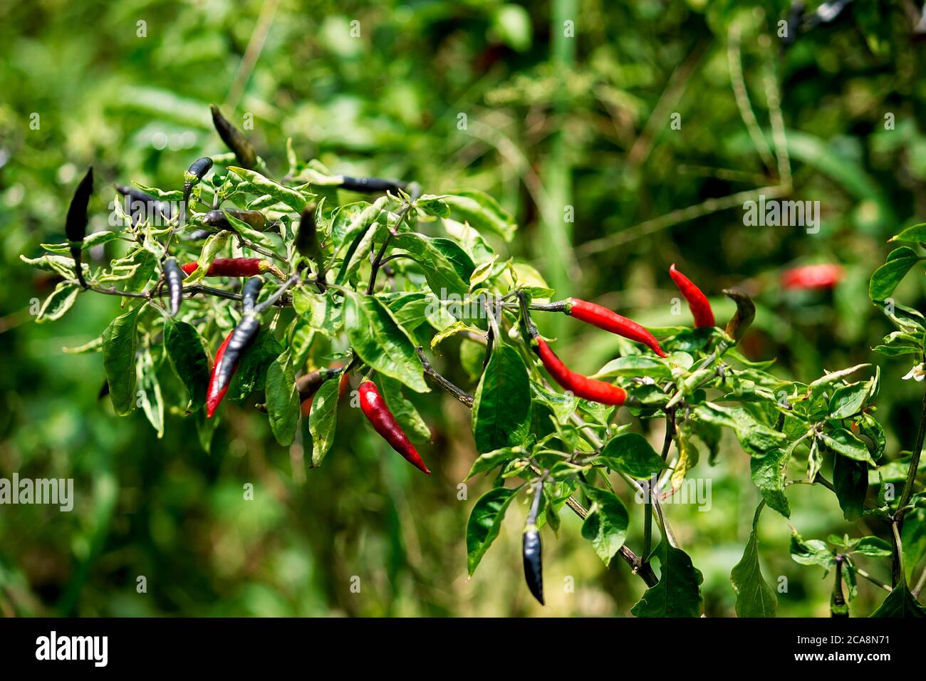 Red chilli tree hi-res stock photography and images - Alamy