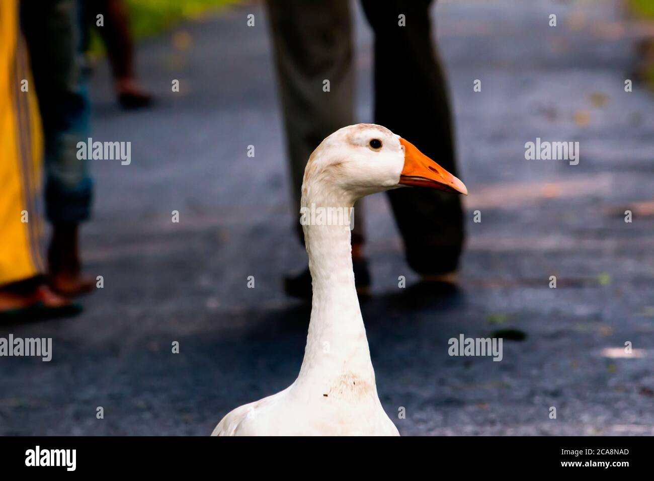 Short necked and large-billed waterfowl Ducks in a pond Stock Photo - Alamy