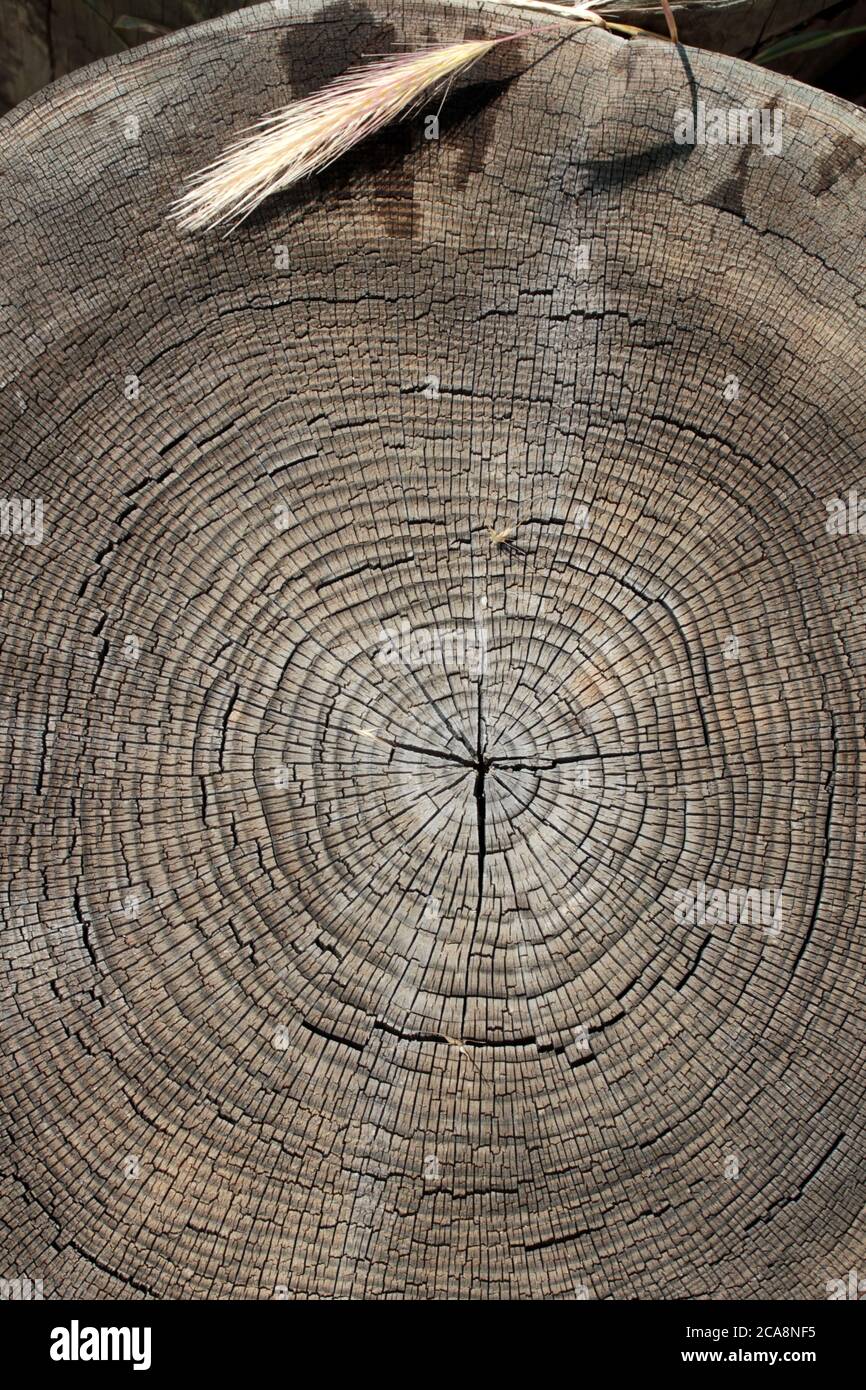 Tree ring abstract background textured Stock Photo - Alamy