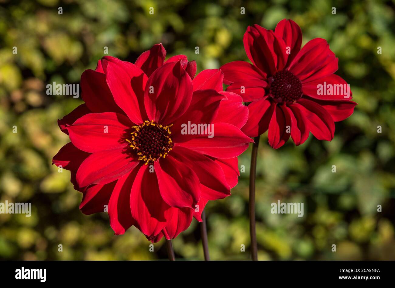 Bronze stamens hi-res stock photography and images - Alamy