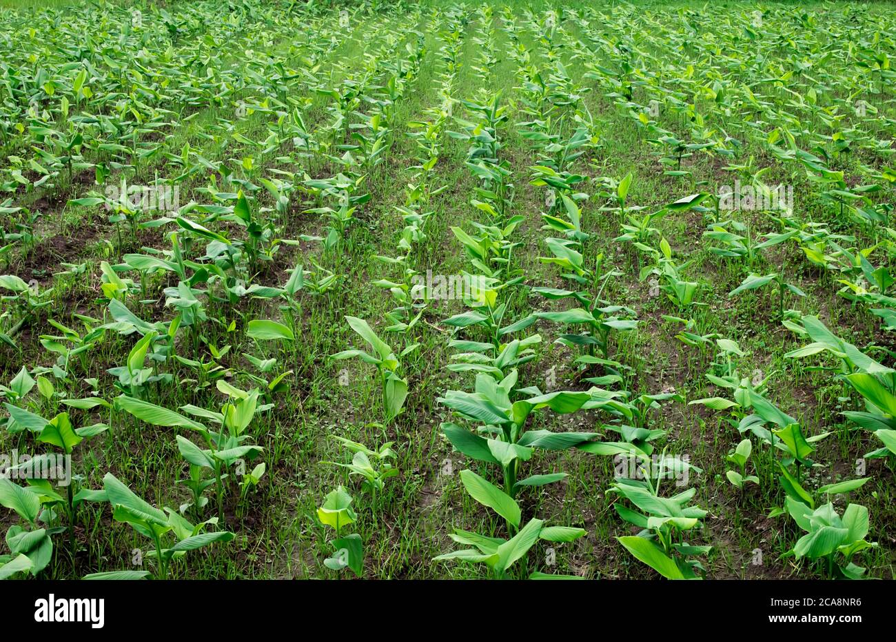Turmeric plant field at village, Faridpur , Bangladesh Stock Photo - Alamy