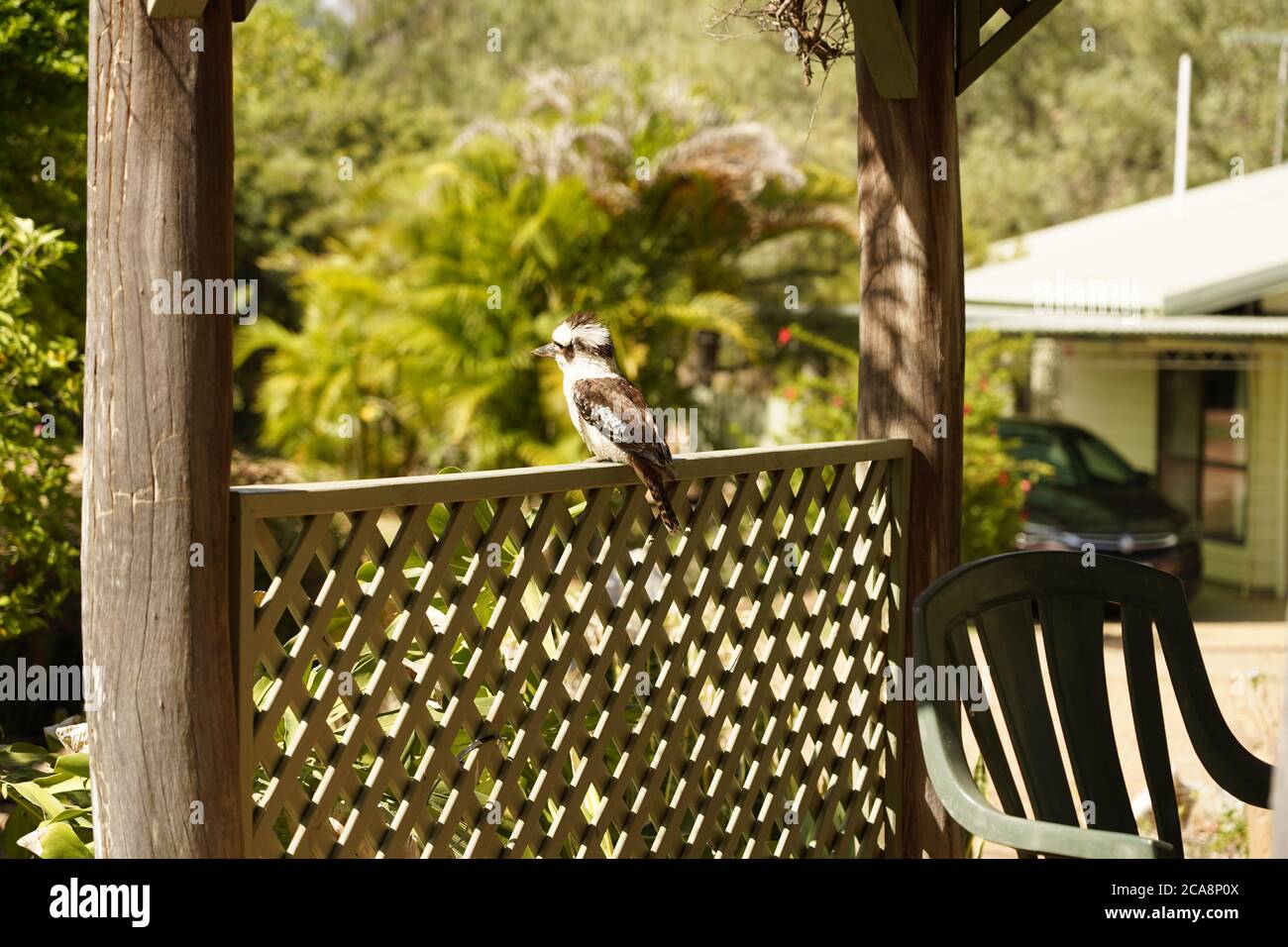 iconic wild laughing kookaburra, Australia Stock Photo - Alamy