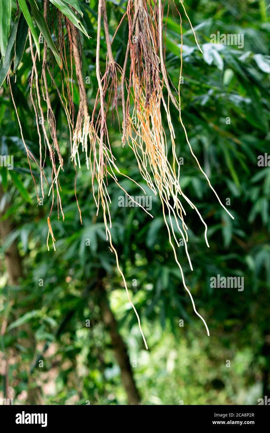 Hanging Prop Roots of Banyan Tree Stock Photo - Alamy