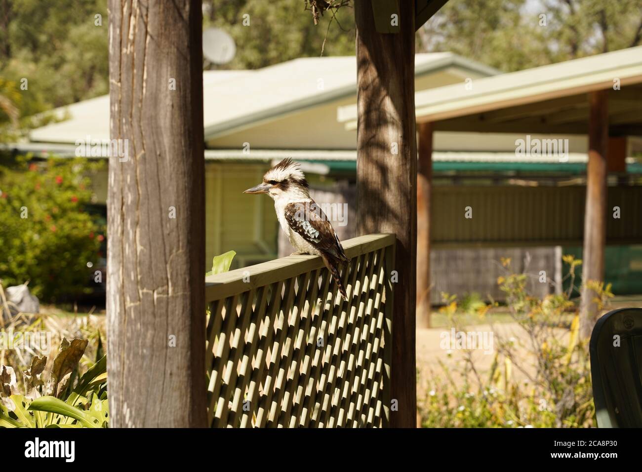 iconic wild laughing kookaburra, Australia Stock Photo - Alamy