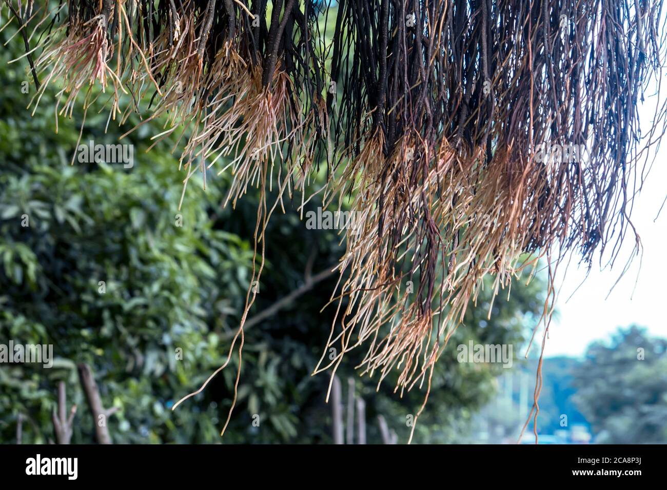 Hanging Prop Roots of Banyan Tree Stock Photo - Alamy