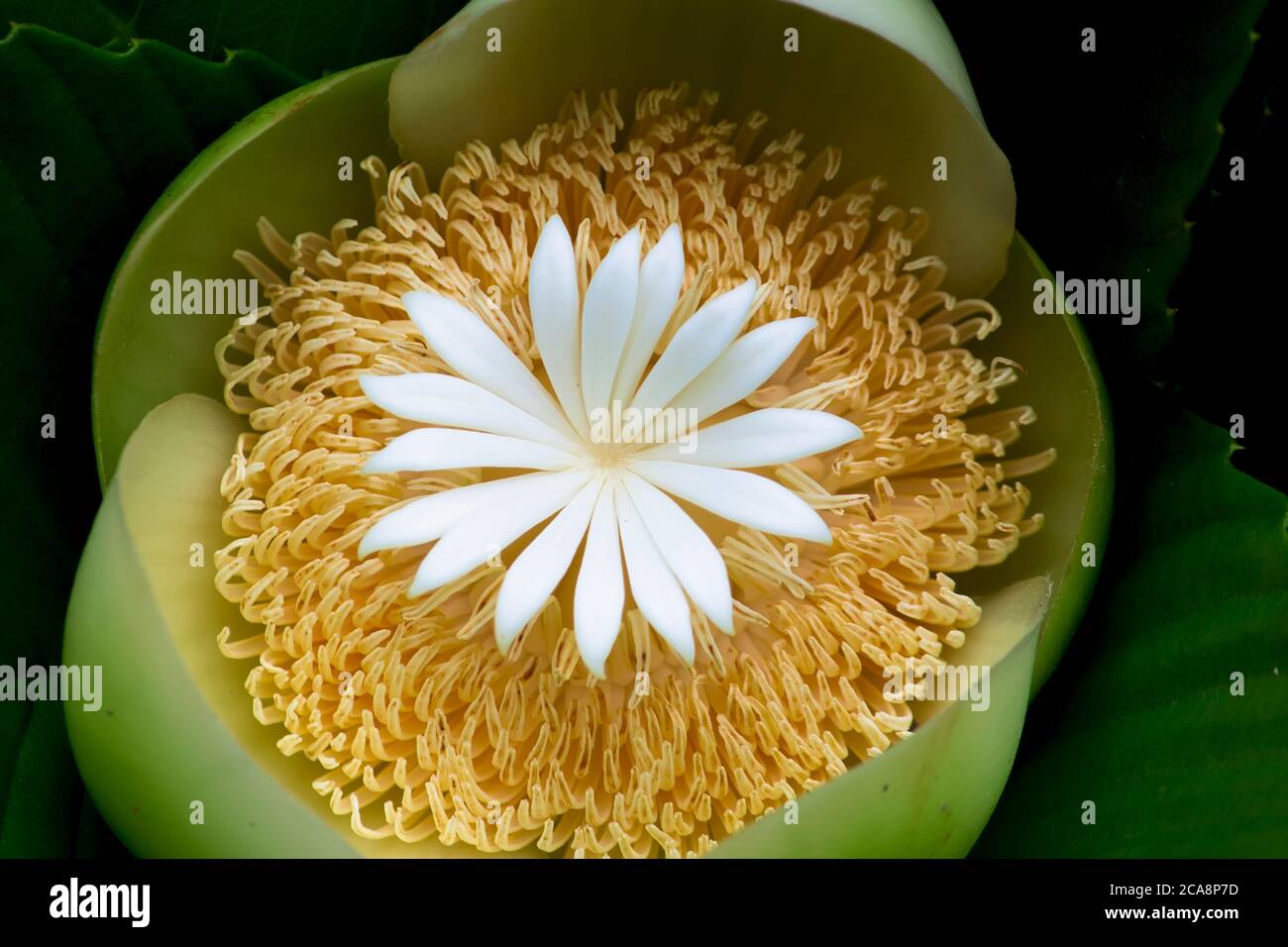 Elephant Apple (Dillenia indica) flower starts to grow in Fardpur ...