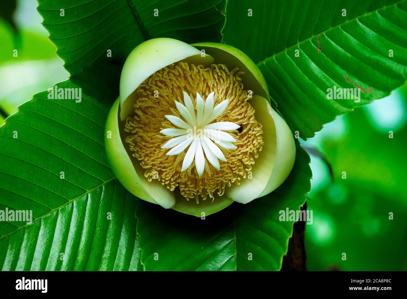 Elephant fruit hi-res stock photography and images - Alamy