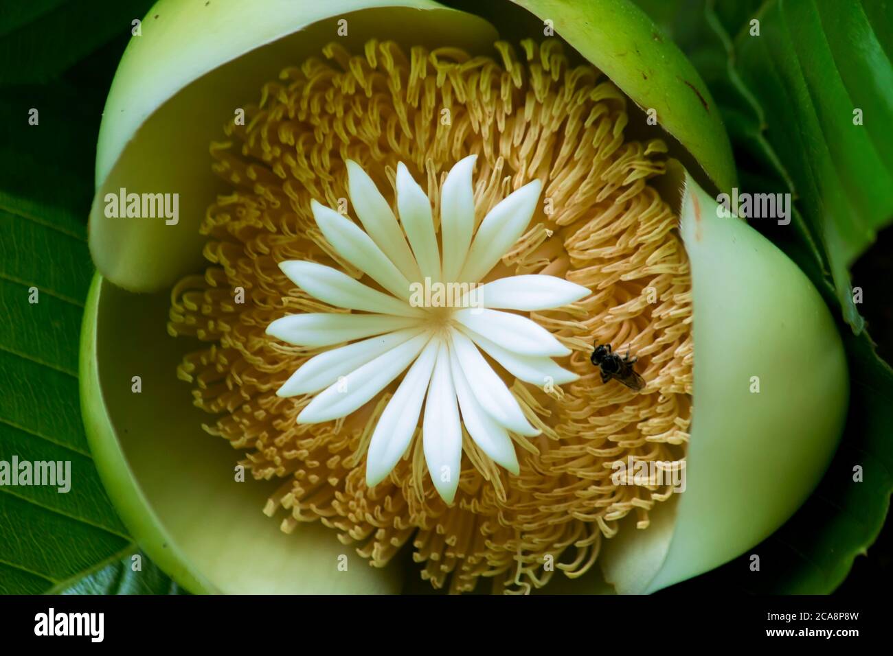 Elephant Apple (Dillenia indica) flower starts to grow in Fardpur ...
