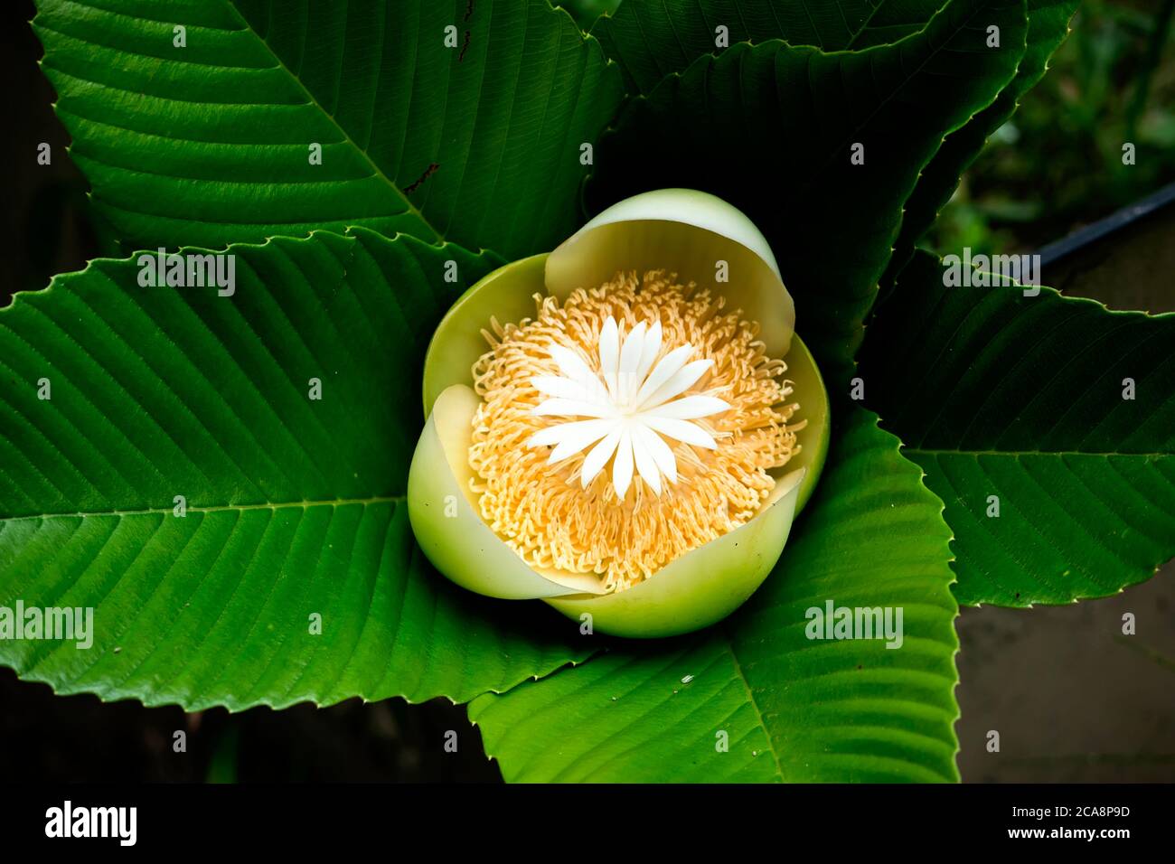 Elephant fruit hi-res stock photography and images - Alamy