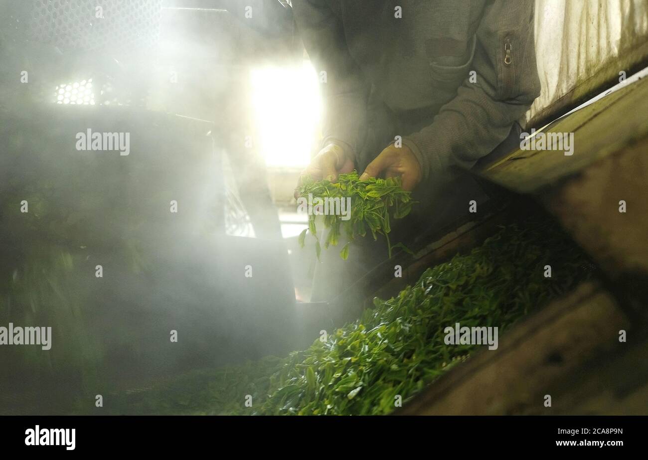 Tea processing hi-res stock photography and images - Alamy