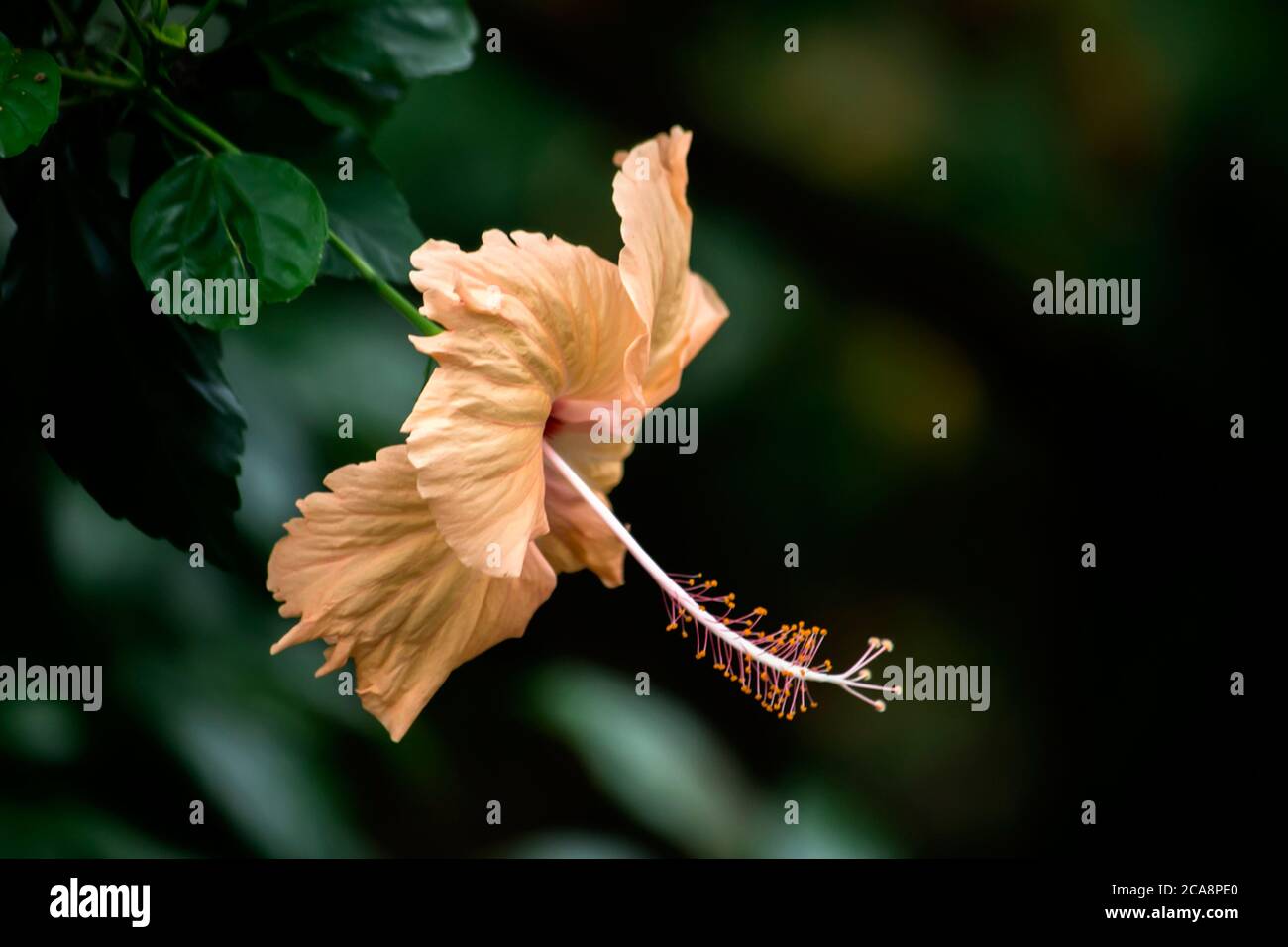 Chinese red rose on a green tree Stock Photo - Alamy