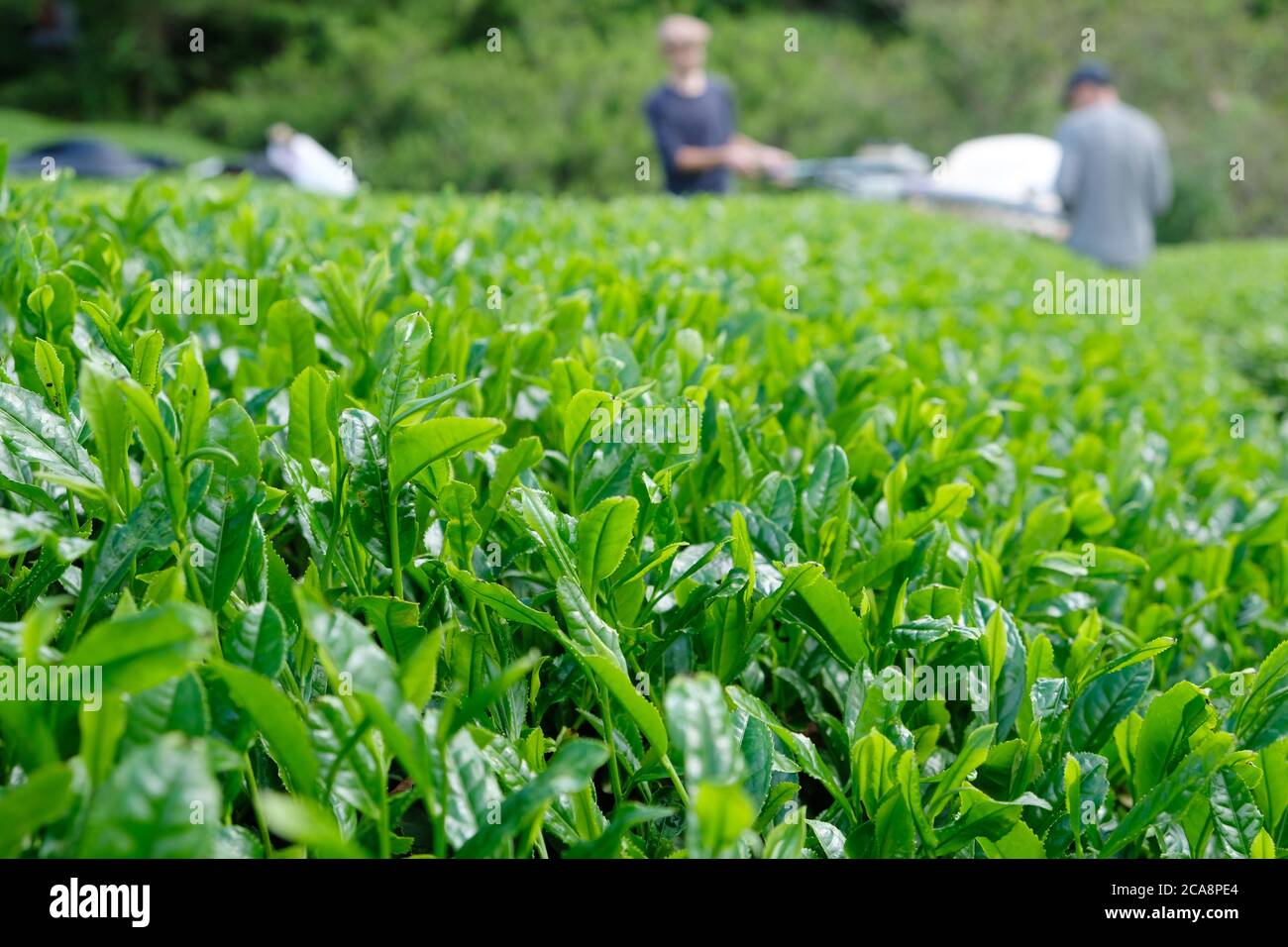 Farmer harvesting organic Japanese tea with the harvesting machine ...
