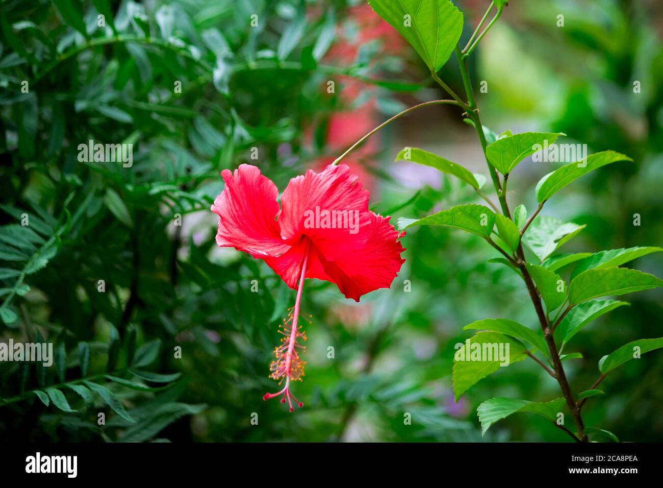 Chinese red rose on a green tree Stock Photo - Alamy