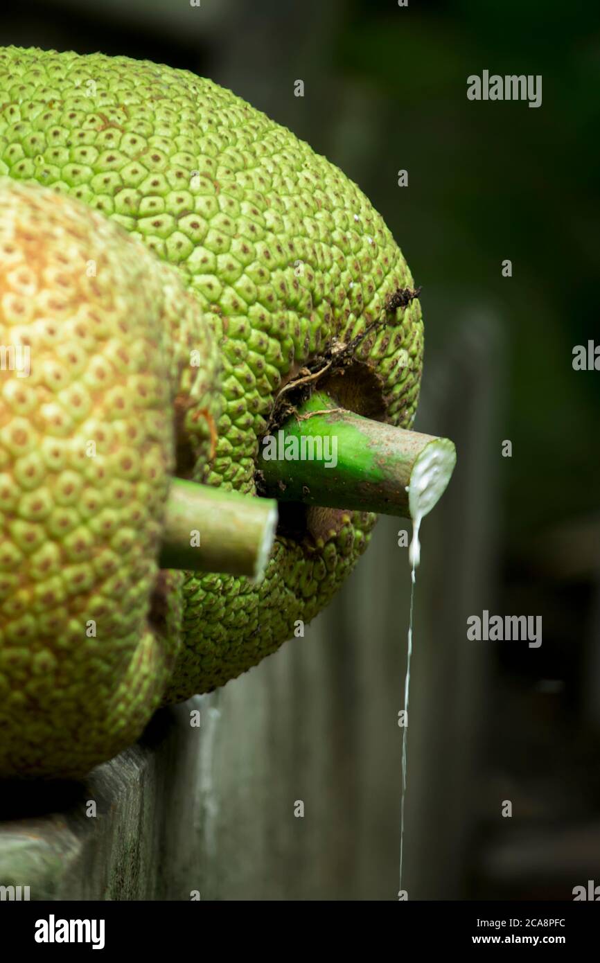 Jackfruit isolated on blur background Stock Photo - Alamy
