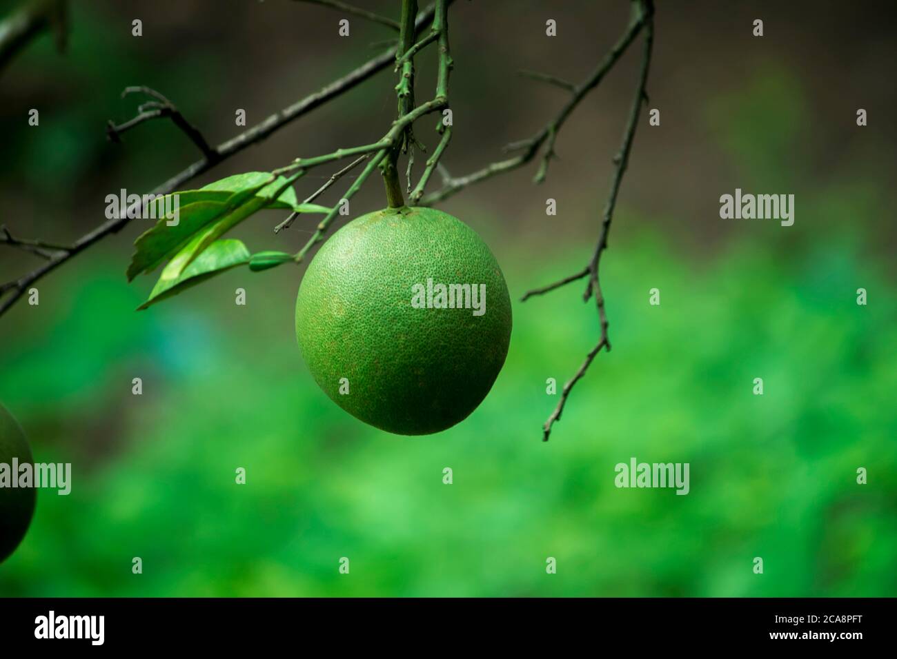 Pomelo tree hi-res stock photography and images - Alamy