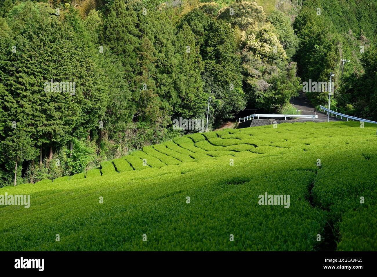 Beautiful tea field at Setoya village, Shizuoka prefecture, Japan. The ...