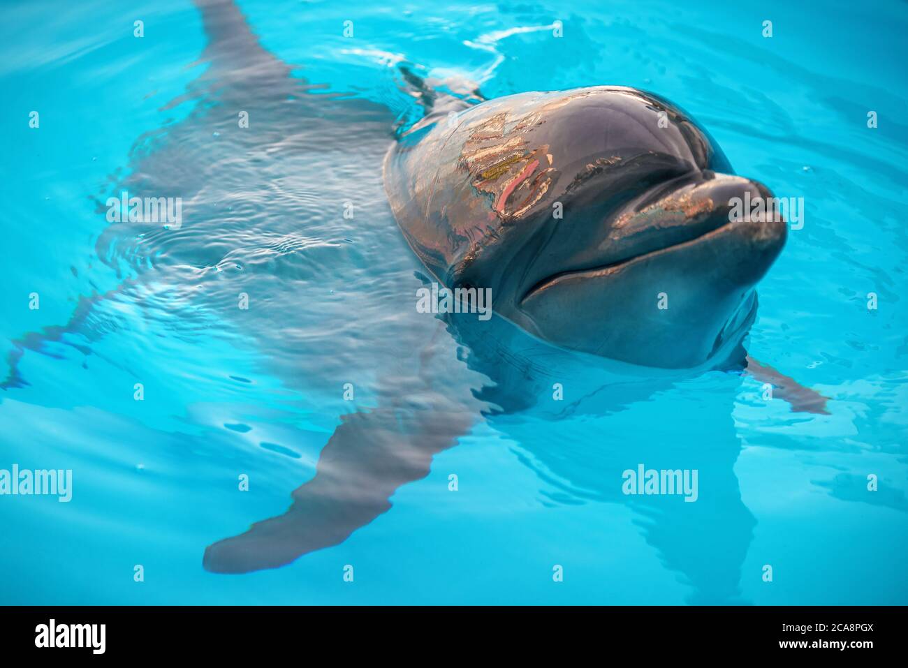 Portrait of a dolphin. Dolphin in the pool close-up Stock Photo - Alamy