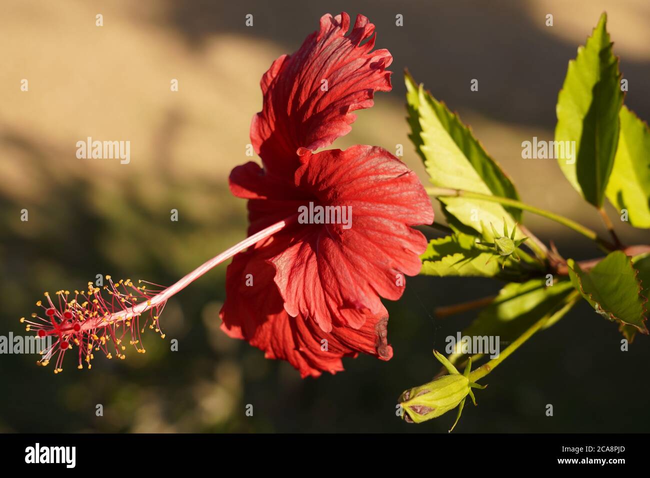 Orange Tropical Flowers High Resolution Stock Photography and Images ...