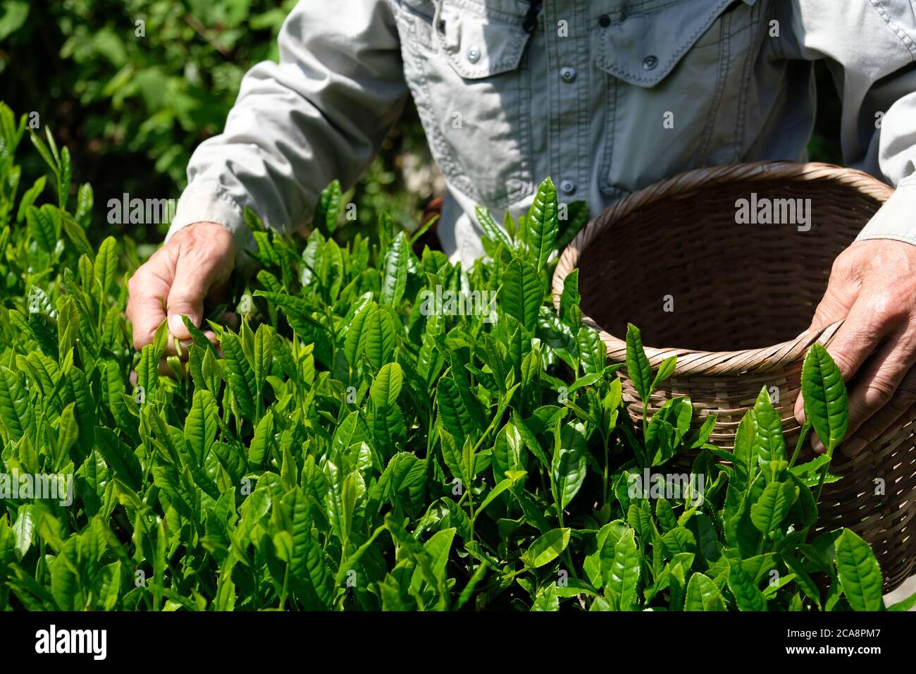 The best quality Japanese green tea leaves are hand-picked during ...