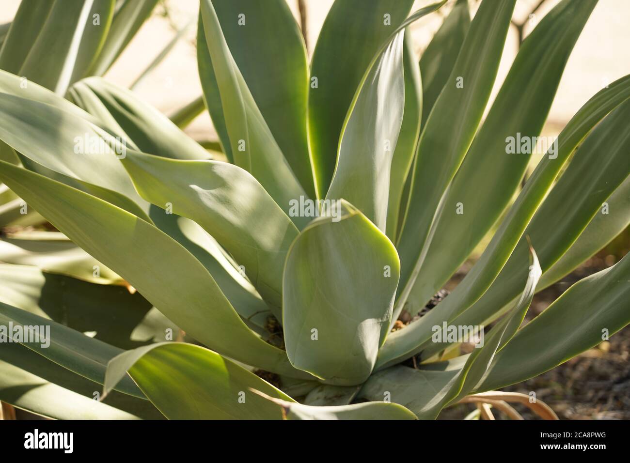 Succulent Century plant Agave attenuata, green goddess ot the ...
