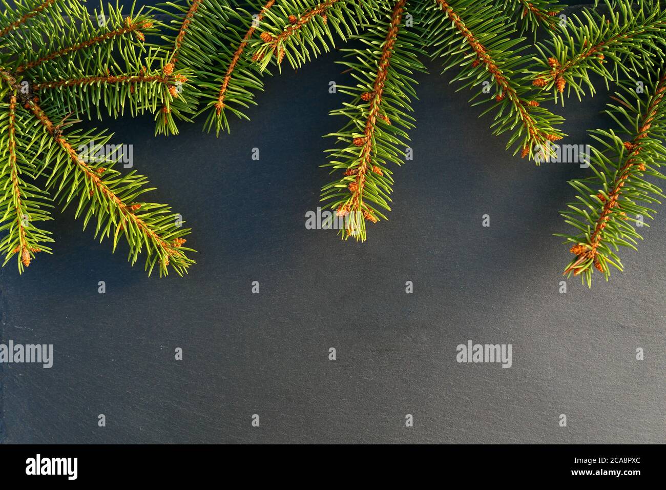 Christmas evergreen spruce tree branches border on stone background ...