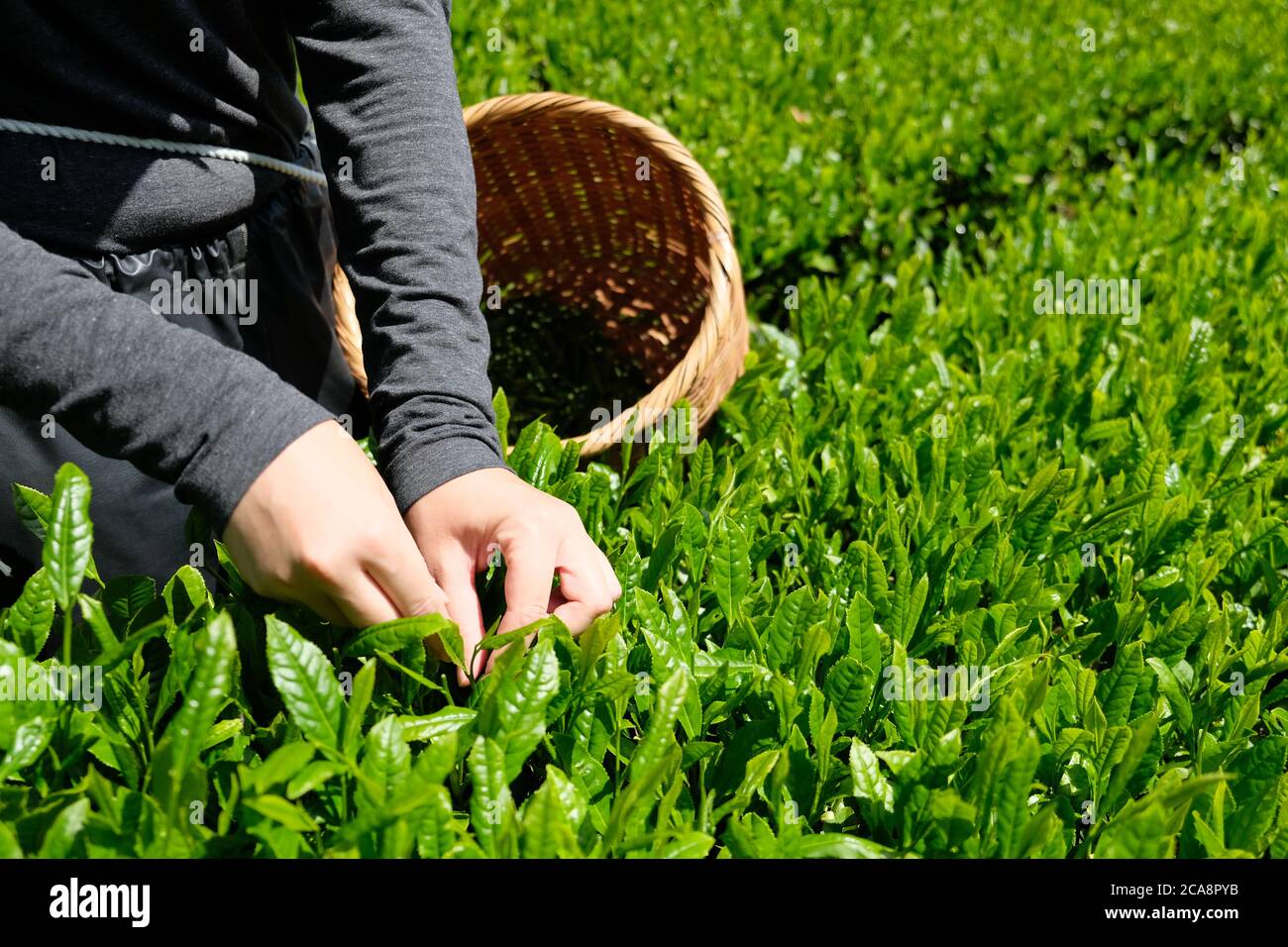 Major Agriculture In Japan