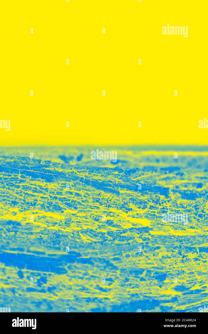 Vivid blue yellow background. Half yellow, half patchy blue. Copy space ...