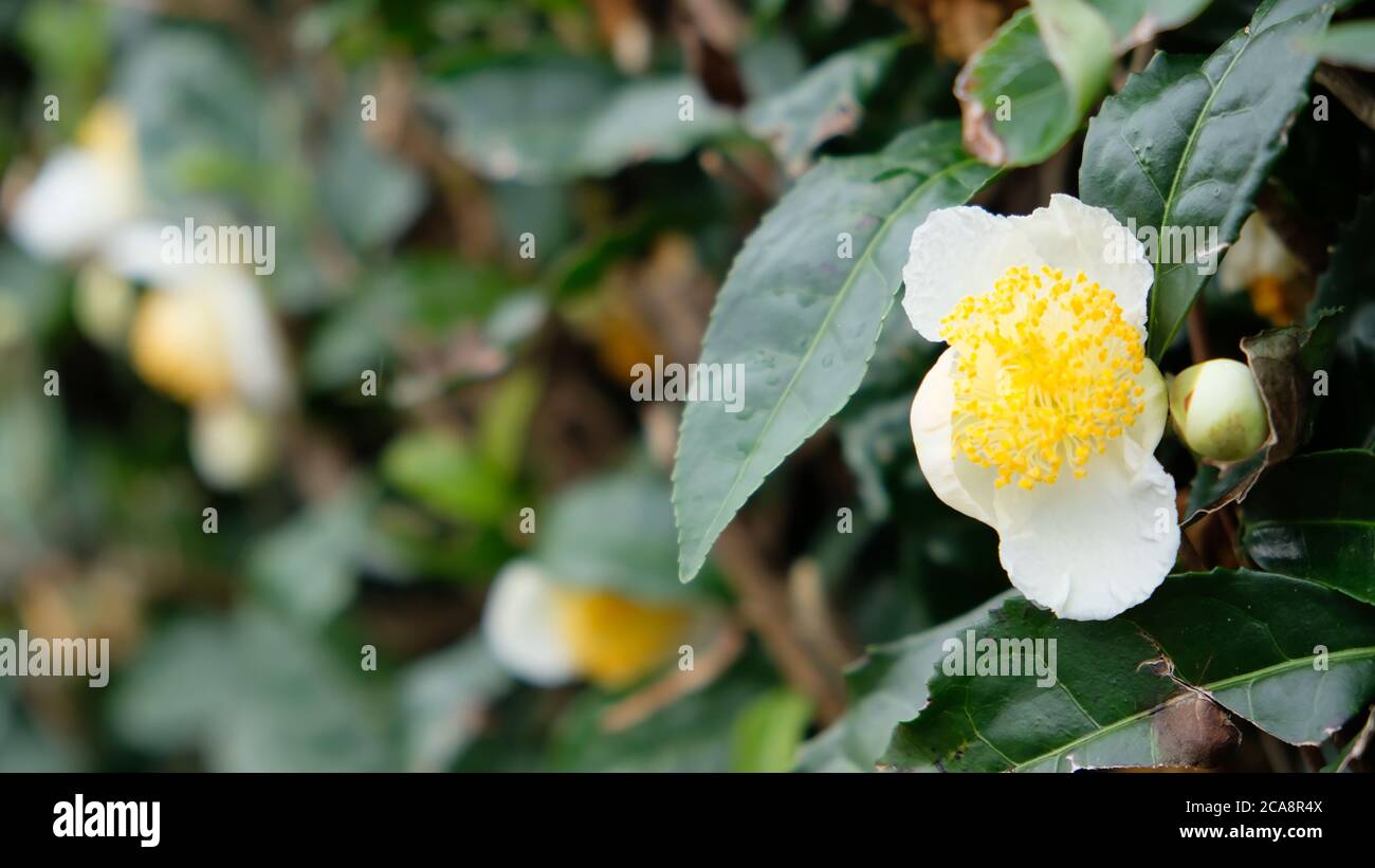 Camellia sinensis flower hi-res stock photography and images - Alamy