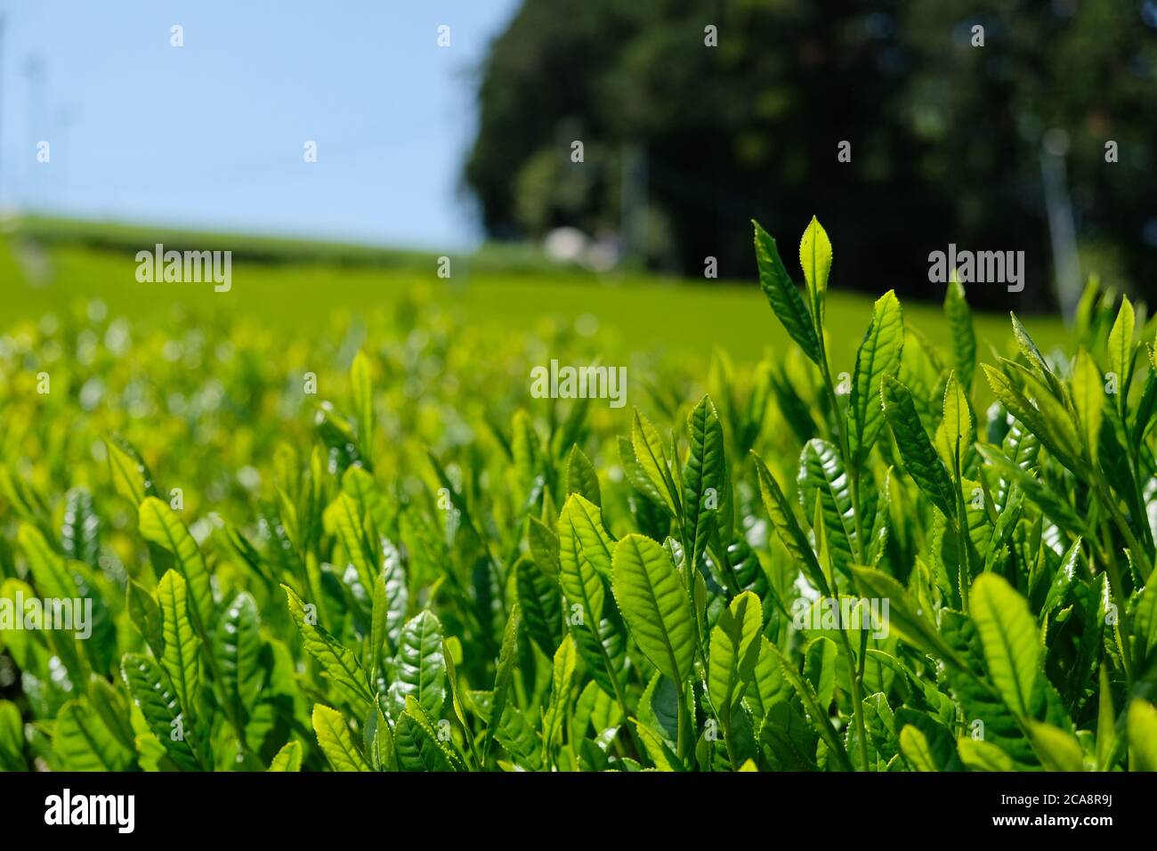 Fresh sprout of the organic green tea plant during spring time at ...