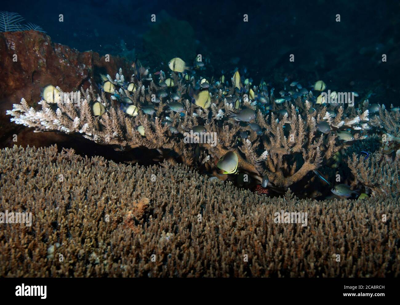 Shoal of Two Stripe Damselfish, Dascyllus reticulatus, over hard corals ...