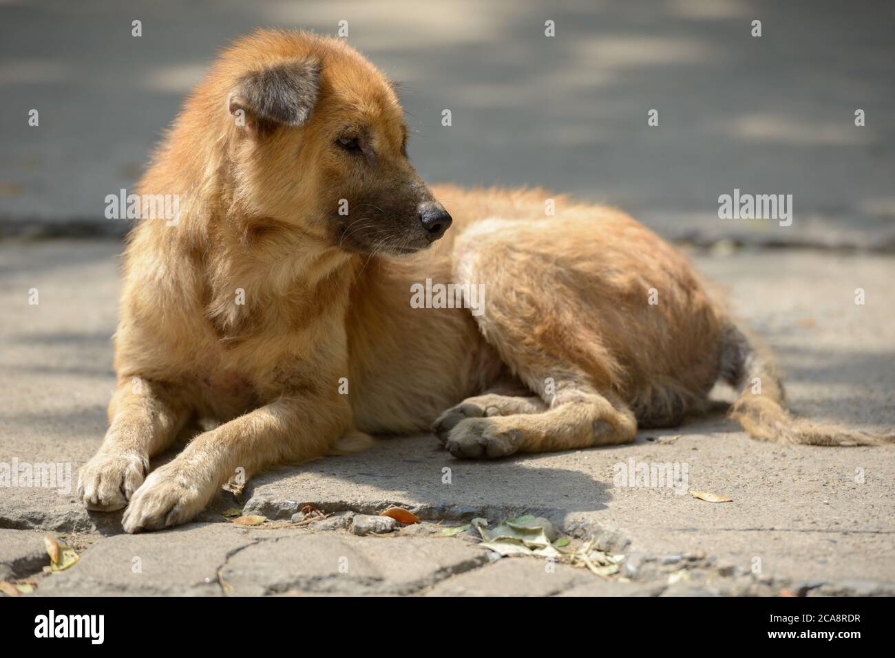 Portrait of homeless stray dog on the streets Stock Photo - Alamy