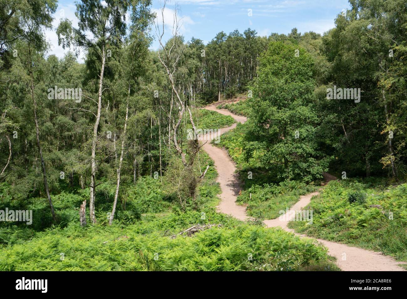 Woodland path. Kinver Edge. South Staffordshire. England Stock Photo ...