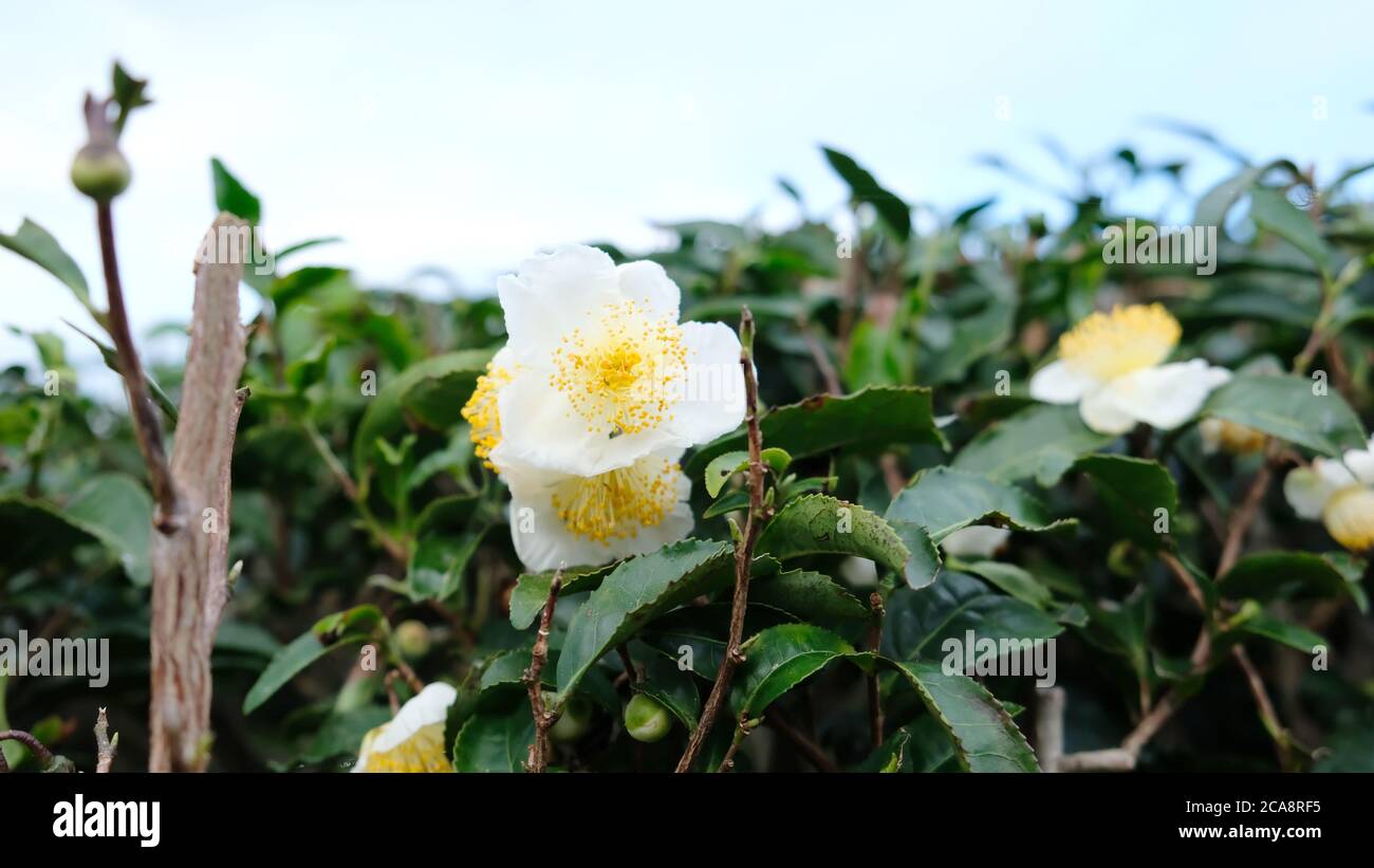 Camellia tree hi-res stock photography and images - Alamy