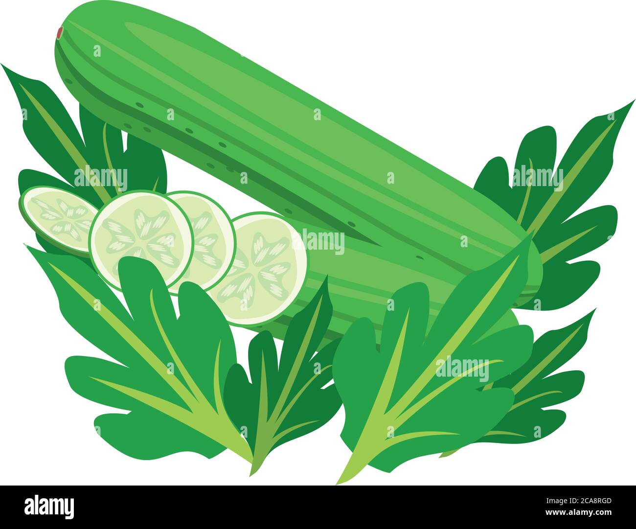 cucumber healthy vegetable detailed style icon vector illustration ...