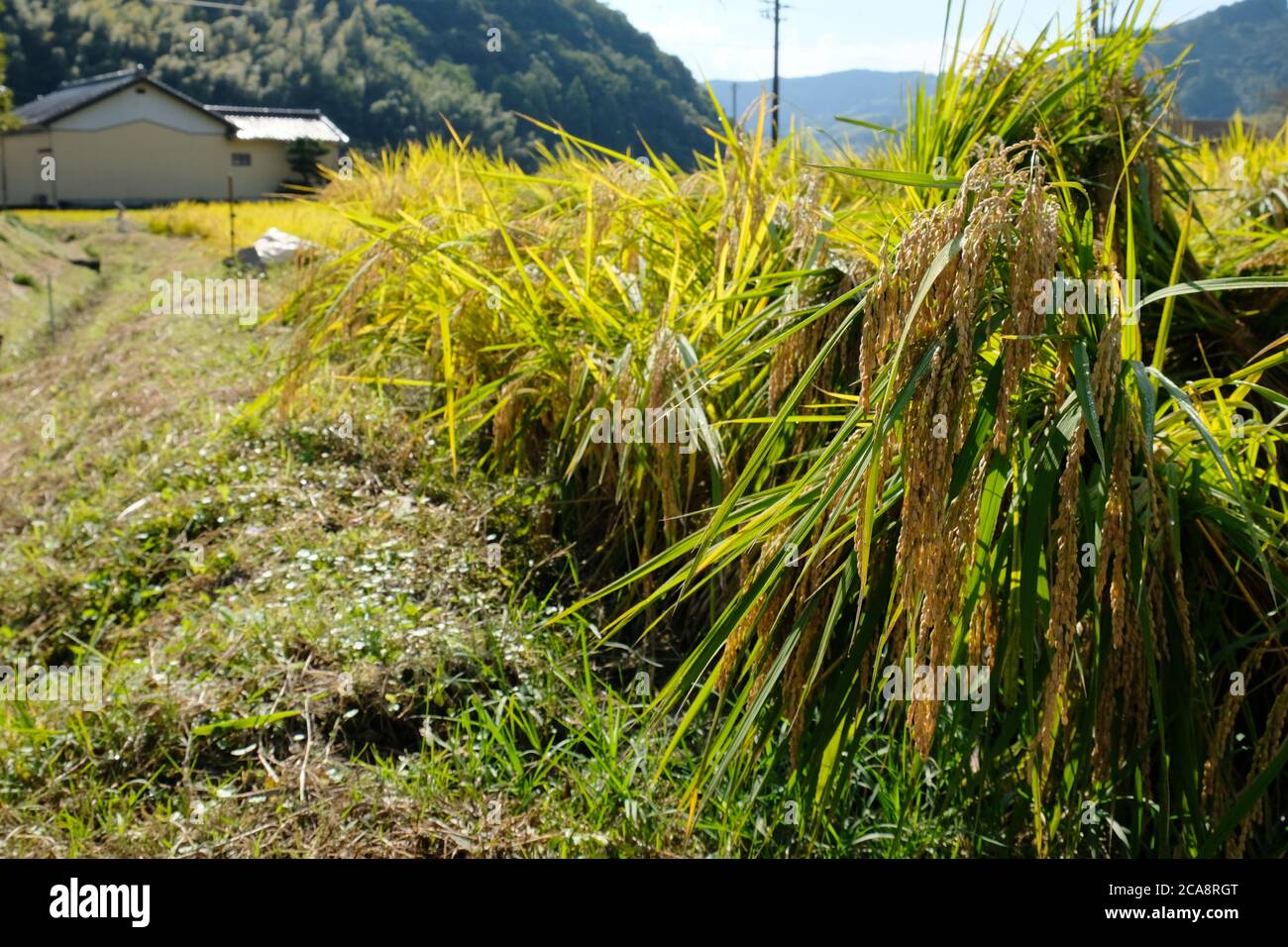 Beautiful golden colour japanese rice paddy field at Fujieda, Japan ...