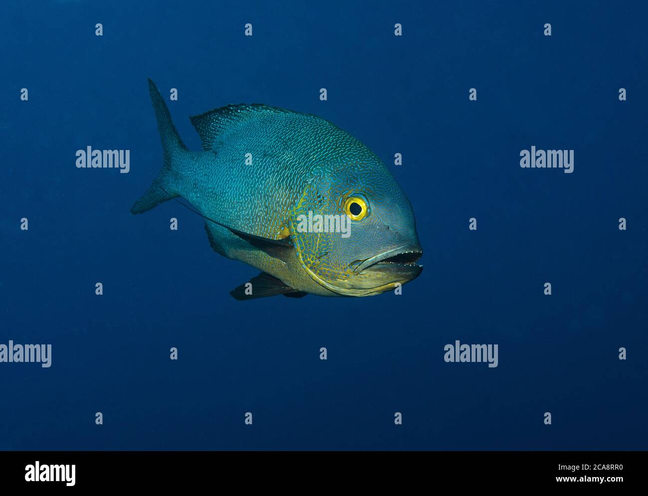 midnight snapper, Macolor macularis, in blue water, Tulamben, Bali ...