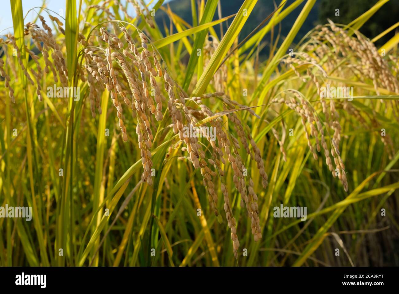 Beautiful golden colour japanese rice paddy field at Fujieda, Japan ...