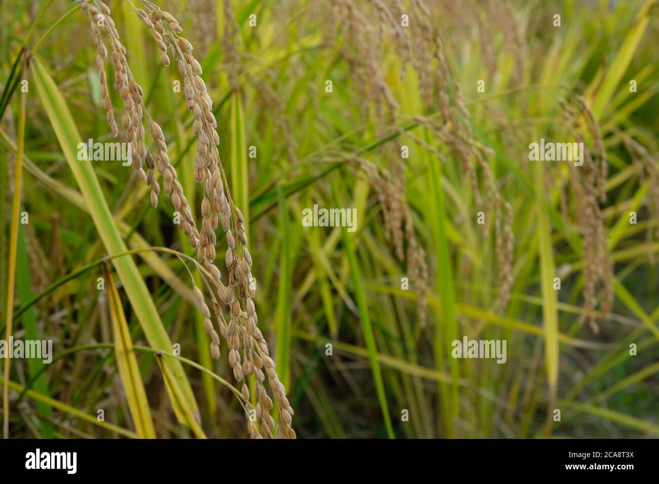 Beautiful golden colour japanese rice paddy field at Fujieda, Japan ...