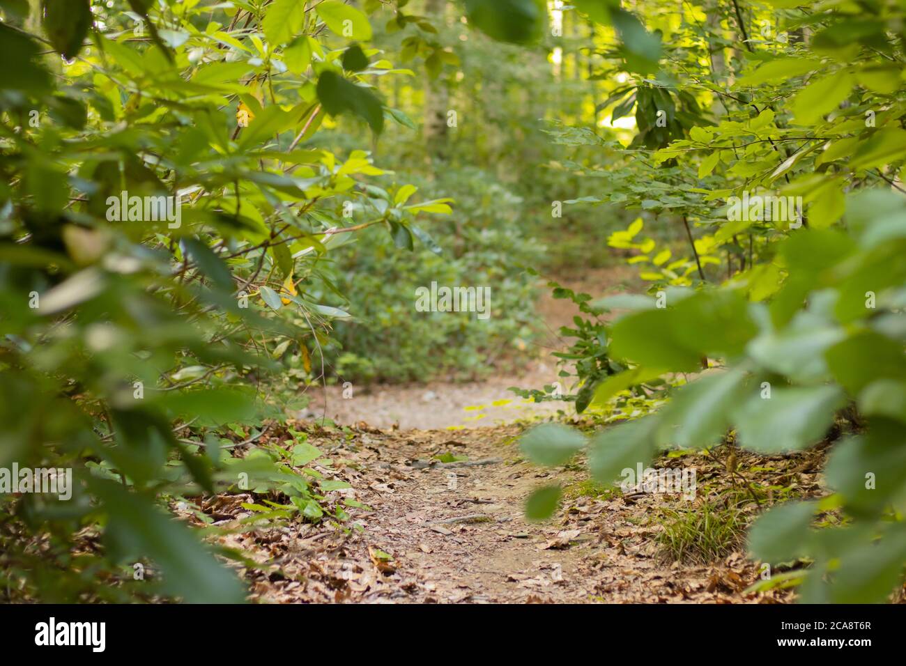 small pathway going deep into the forest Stock Photo - Alamy