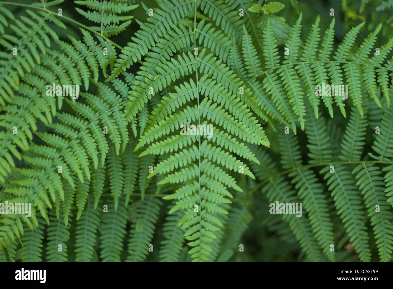 Maori spa hi-res stock photography and images - Alamy