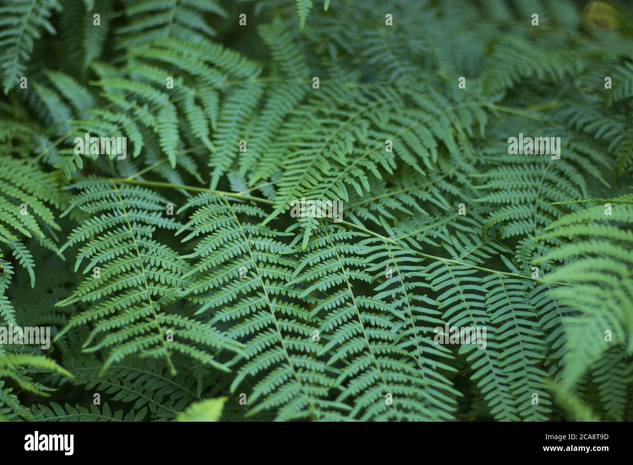 ferns designed as background Stock Photo - Alamy
