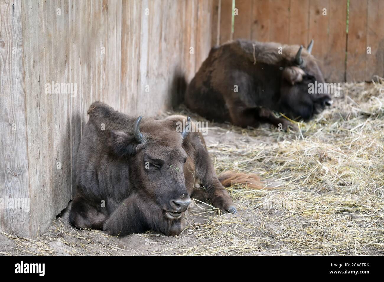 Сalf of European bison (Bison bonasus), also known as Wisent or the European wood bison in the ...