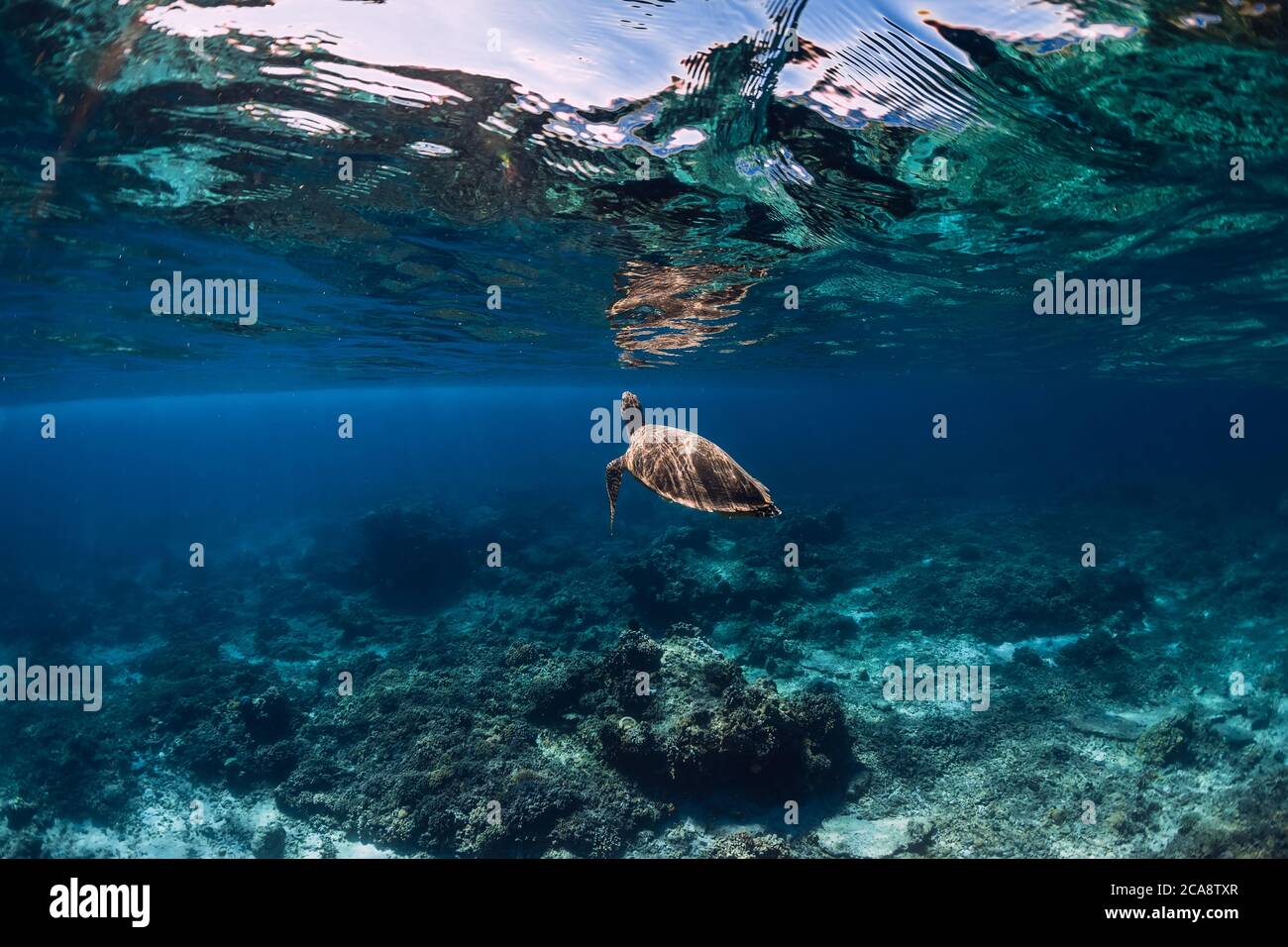 Sea turtle glides underwater in transparent ocean Stock Photo - Alamy