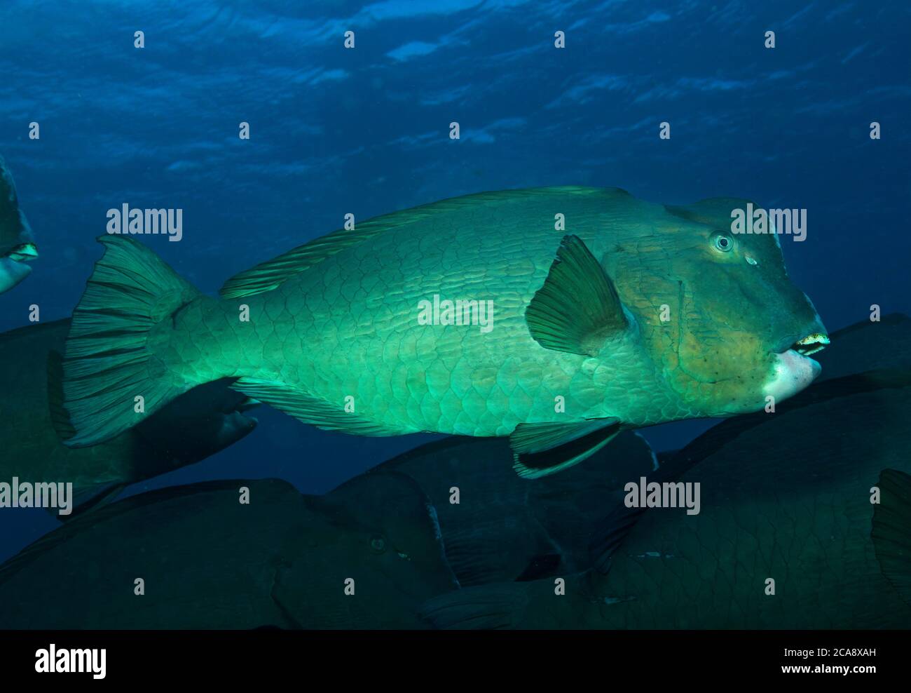 Group of Bumphead Parrotfish, Bolbometopon muricatum, Tulamben, Bali ...