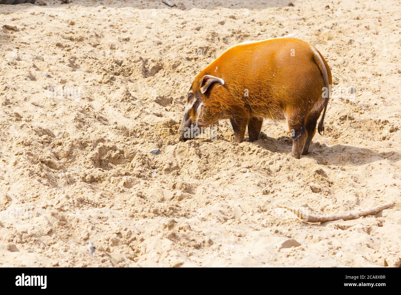 Orange color red river hog digging the sand Stock Photo - Alamy