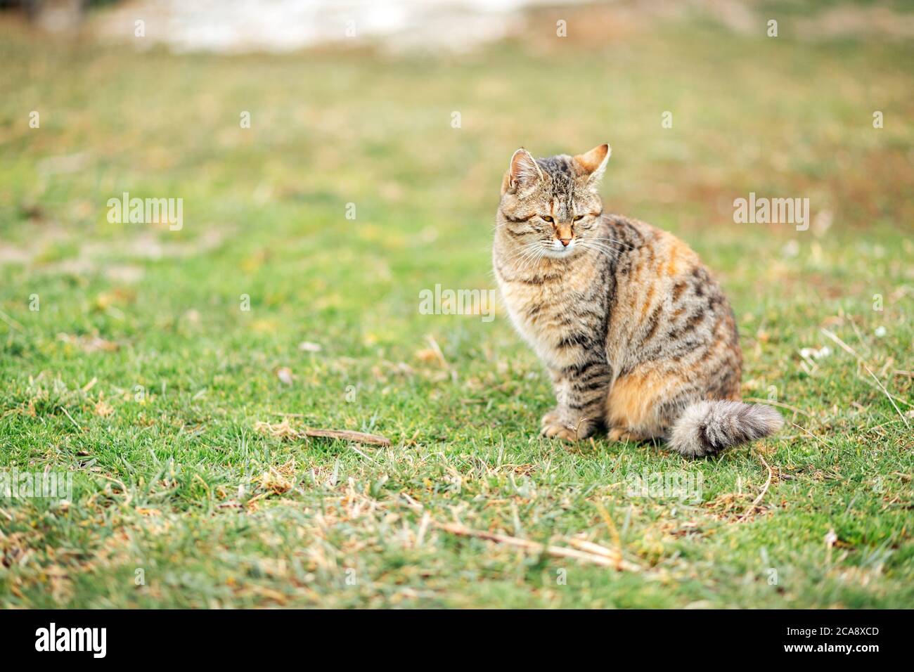 Sad brown striped cat sitting on a green lawn. Copy space. The concept ...