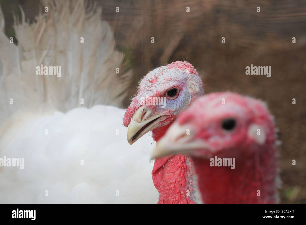 White Turkey Outdoors Stock Photo - Alamy
