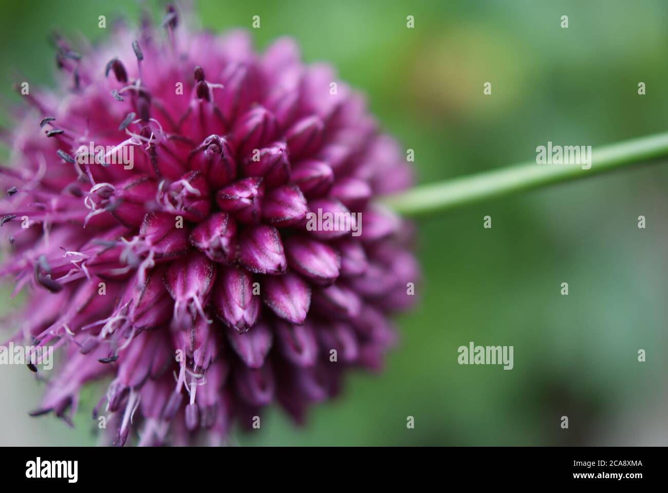 Macro purple flower hi-res stock photography and images - Alamy