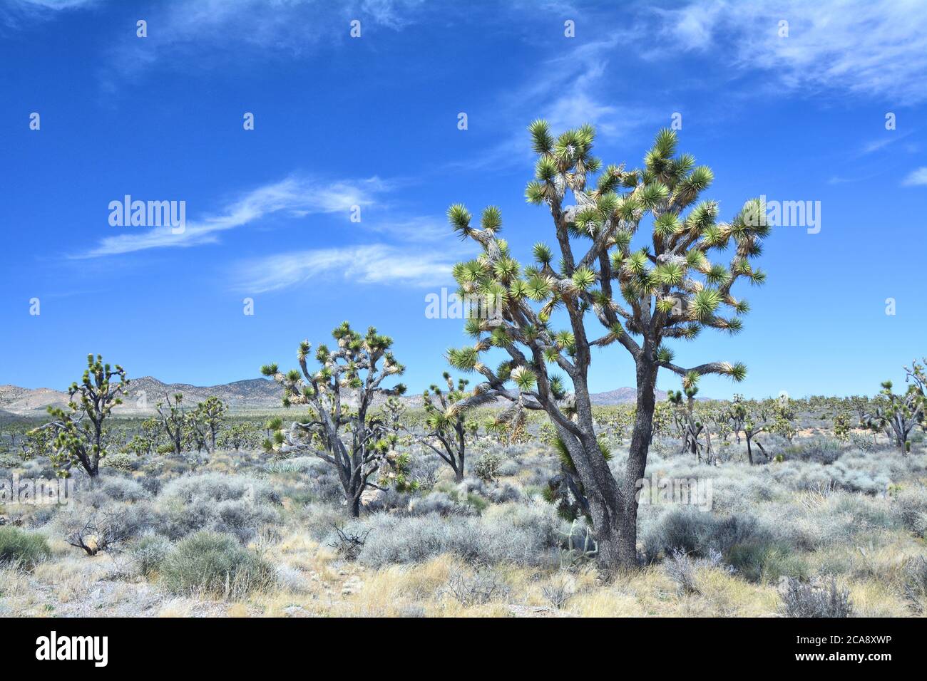 Joshua trees in Mojave National Preserve Stock Photo - Alamy